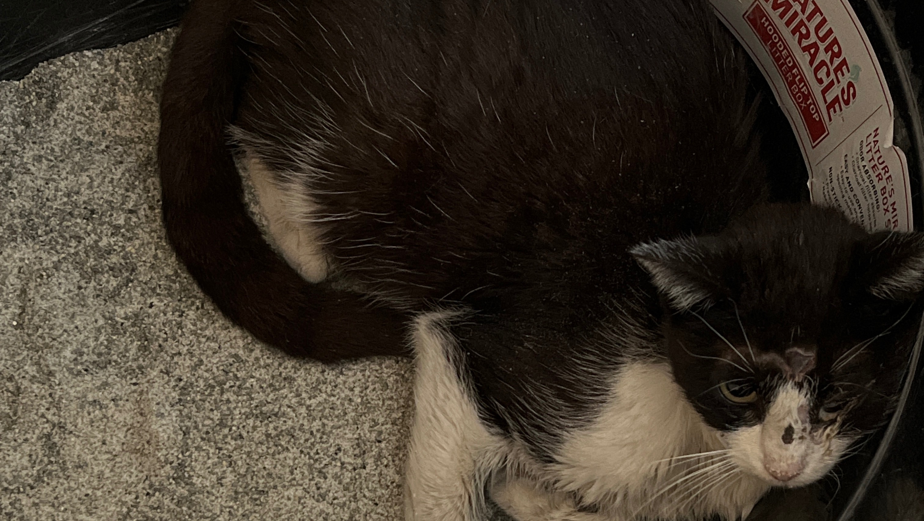 Fundraiser by Amber Meador : Tofu was abandoned! Now she needs your help!