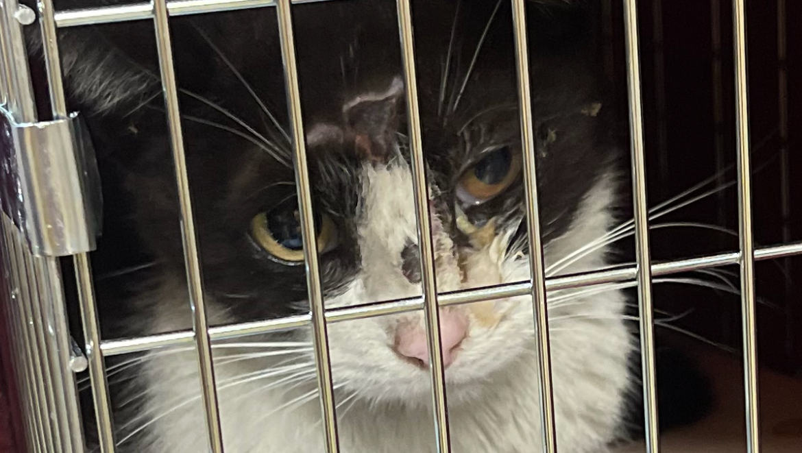 Fundraiser by Amber Meador : Tofu was abandoned! Now she needs your help!