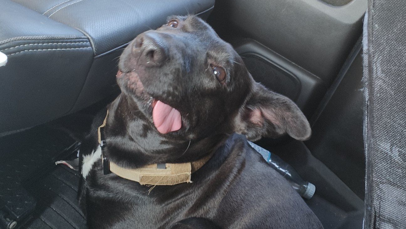 Fundraiser for Austin Guffey by Mandy Guffey : Dolly’s parvo bills