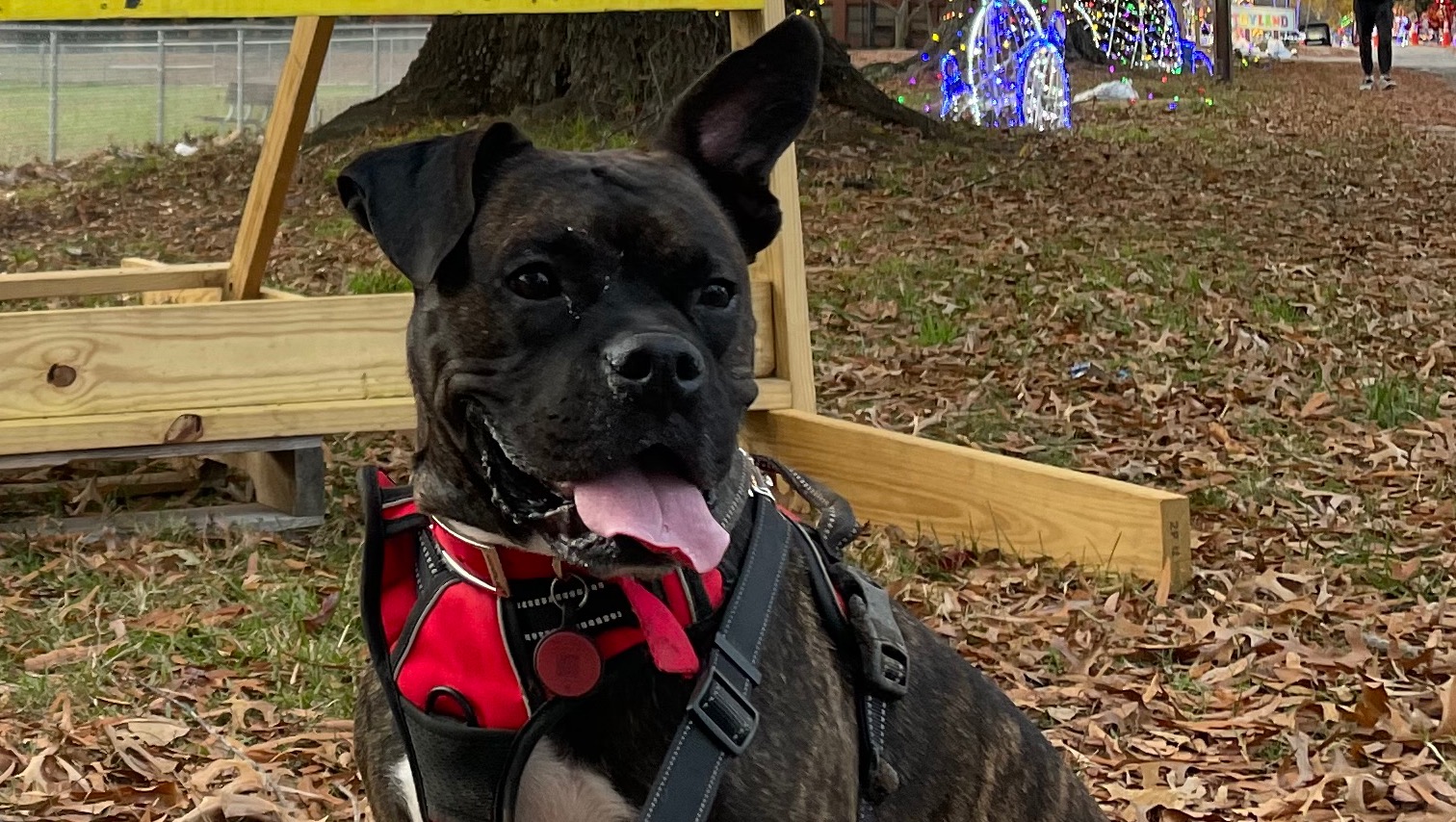 Fundraiser by Allison Mendiola : Caico's CCL Surgery