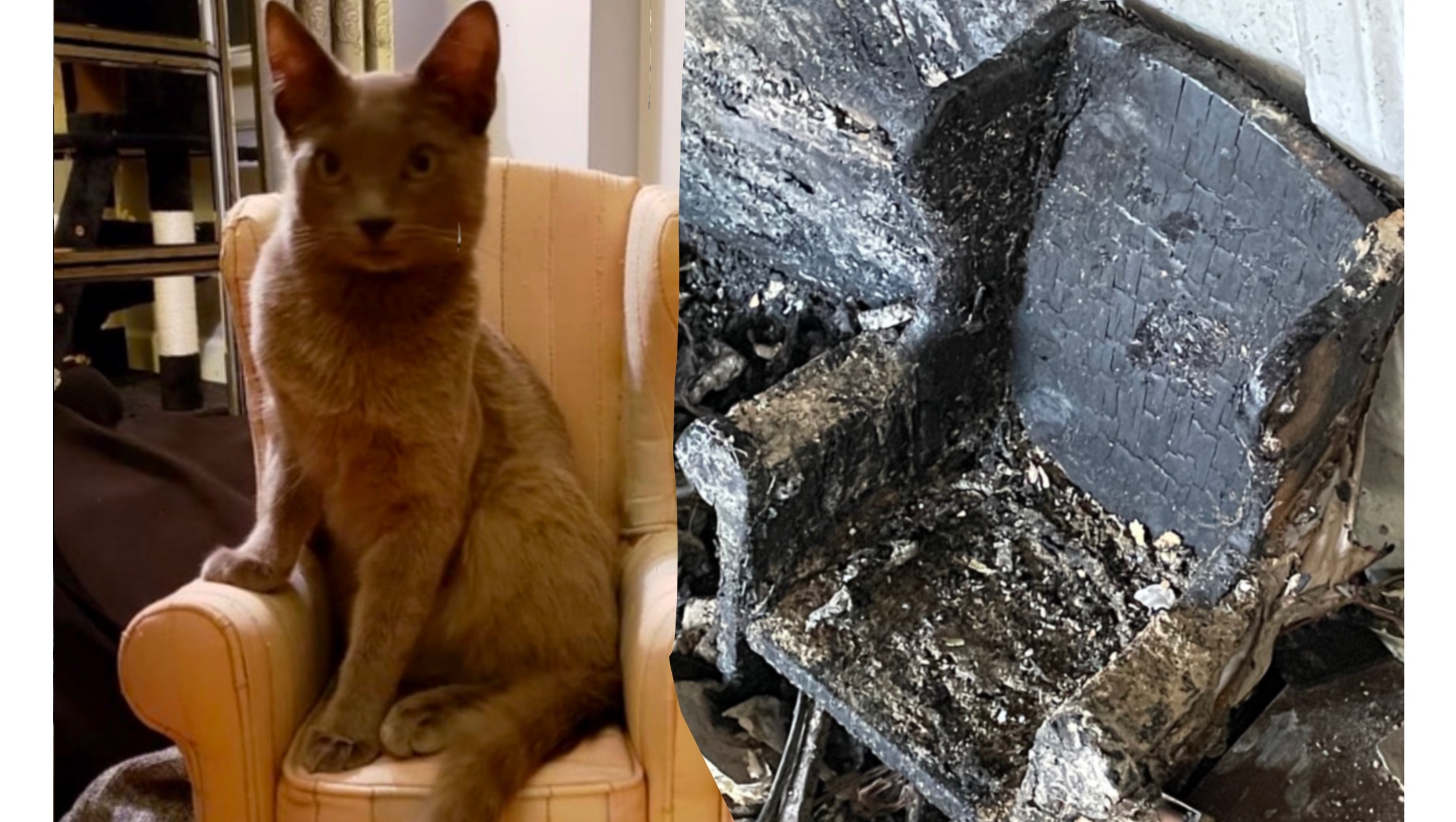 Fundraiser for Adeline Mitchell by Kendal Kost : Help Addie and Beeper ...