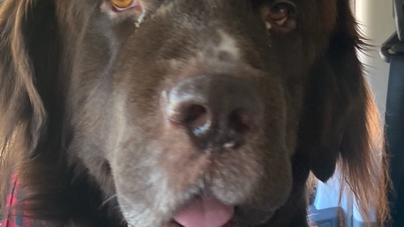 Fundraiser for Tara Roach by Peter Lynch : Help our buddy Murphy