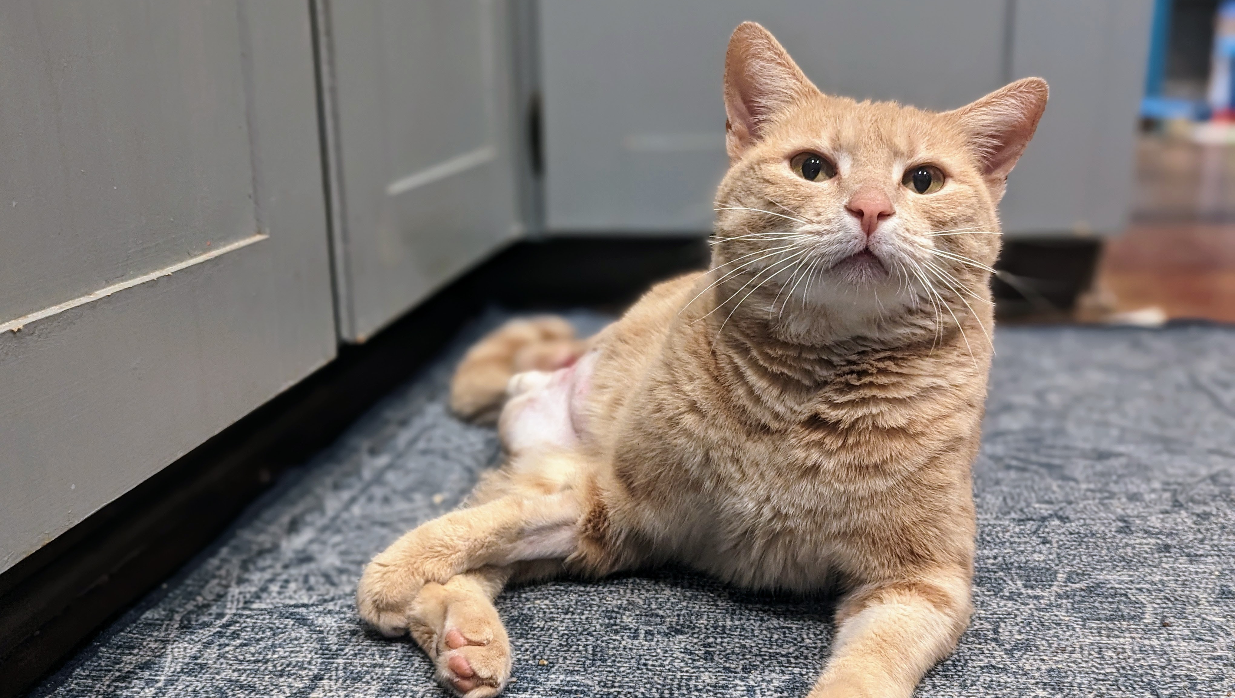 Fundraiser by Sarah Hammond : Harry Needs HELP