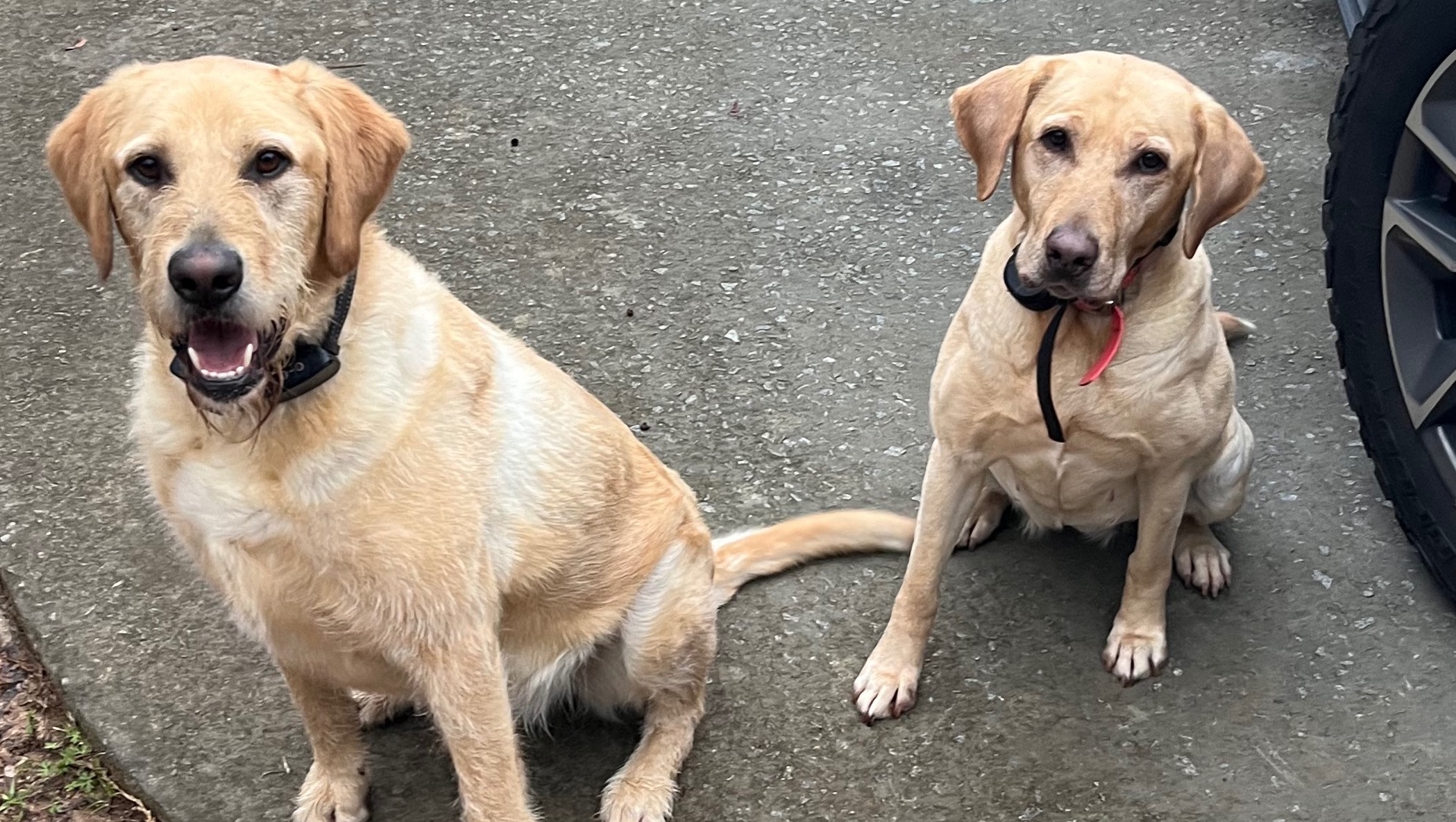 Fundraiser by Jennifer Hazen : Our Fur Babies!