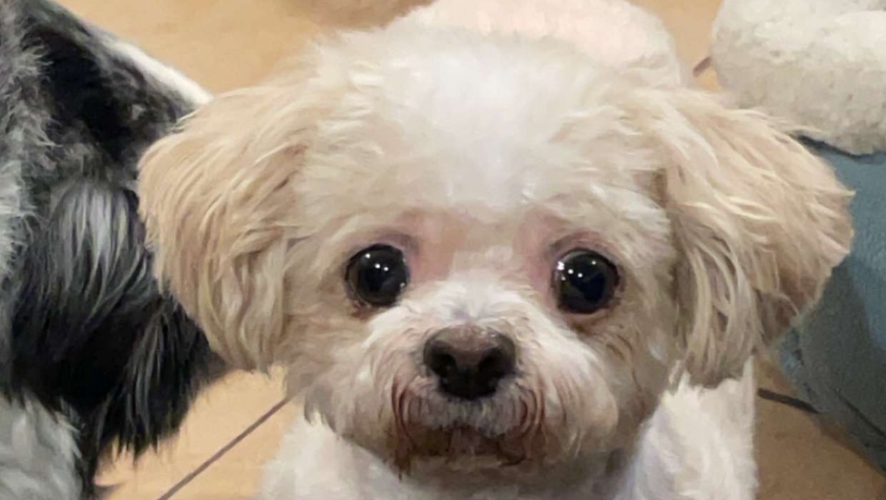 Fundraiser by Ashley Doran : Help Fluffy get the surgery she needs