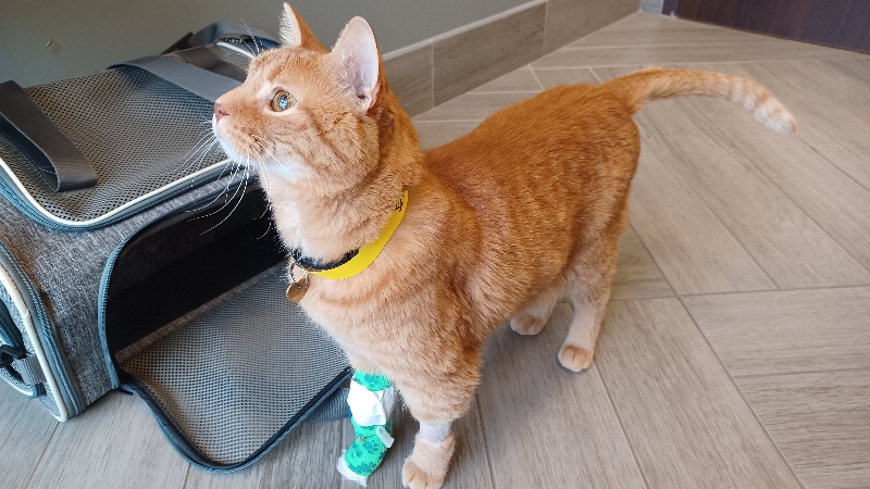 Fundraiser by M Repp : Help Sir Macaroni, Lord of Cheese with veterinaria