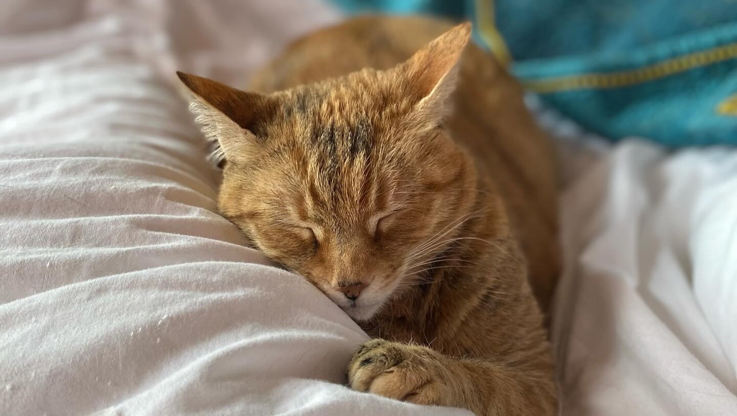 Fundraiser by SARAH PARSONS : Millie's Cancer Treatment