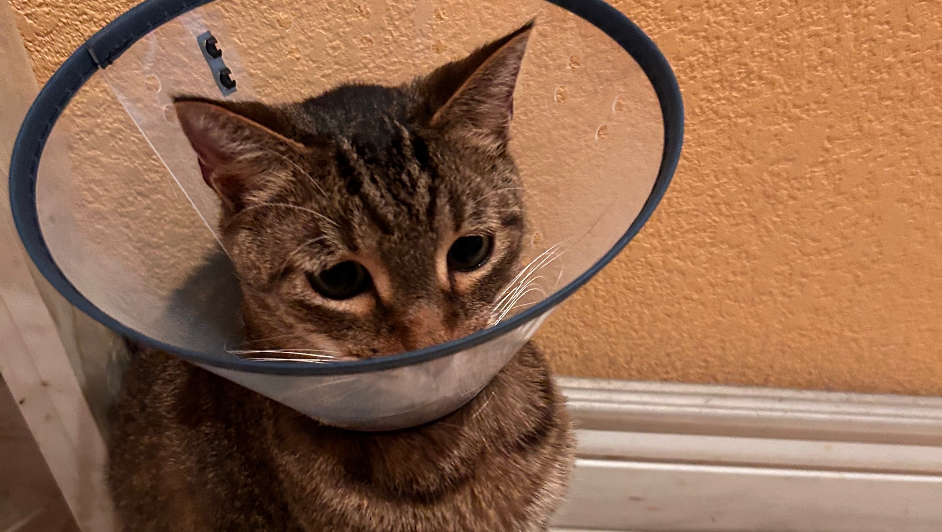 Fundraiser by Sophia Rojas : Romeo got viciously attacked by the opps