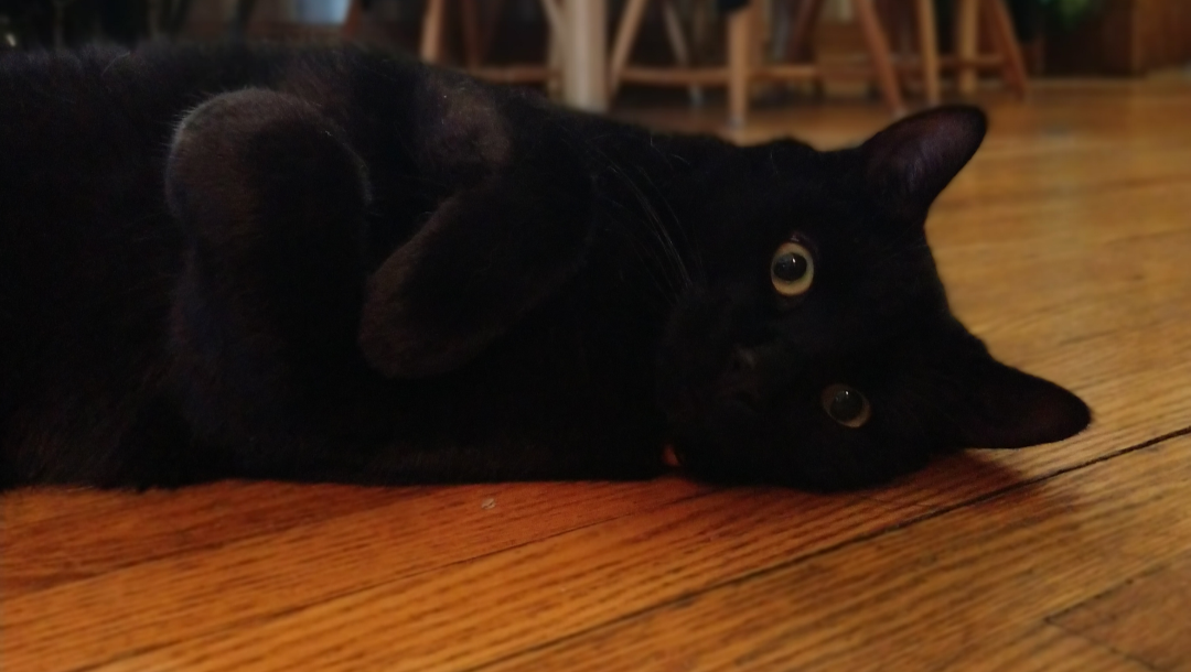 Fundraiser by Angela Ward : Saving Deaner