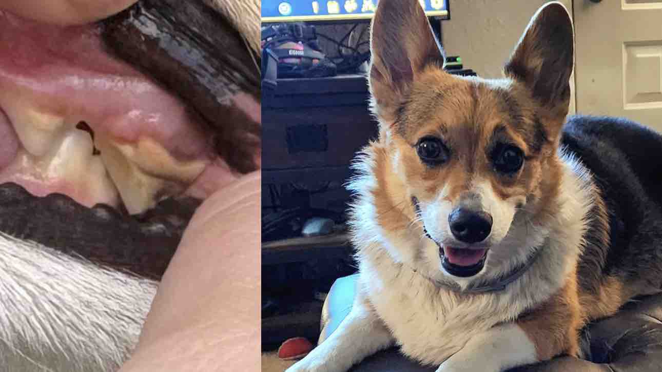 Fundraiser by Jaymes South : Help Echo fix her tooth