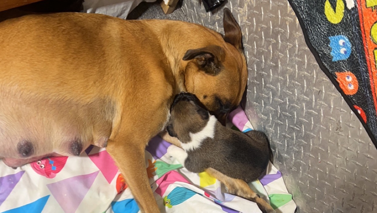 Fundraiser for Timi Pettit Dorris by Marley Pettit : Help Delilah go to ...