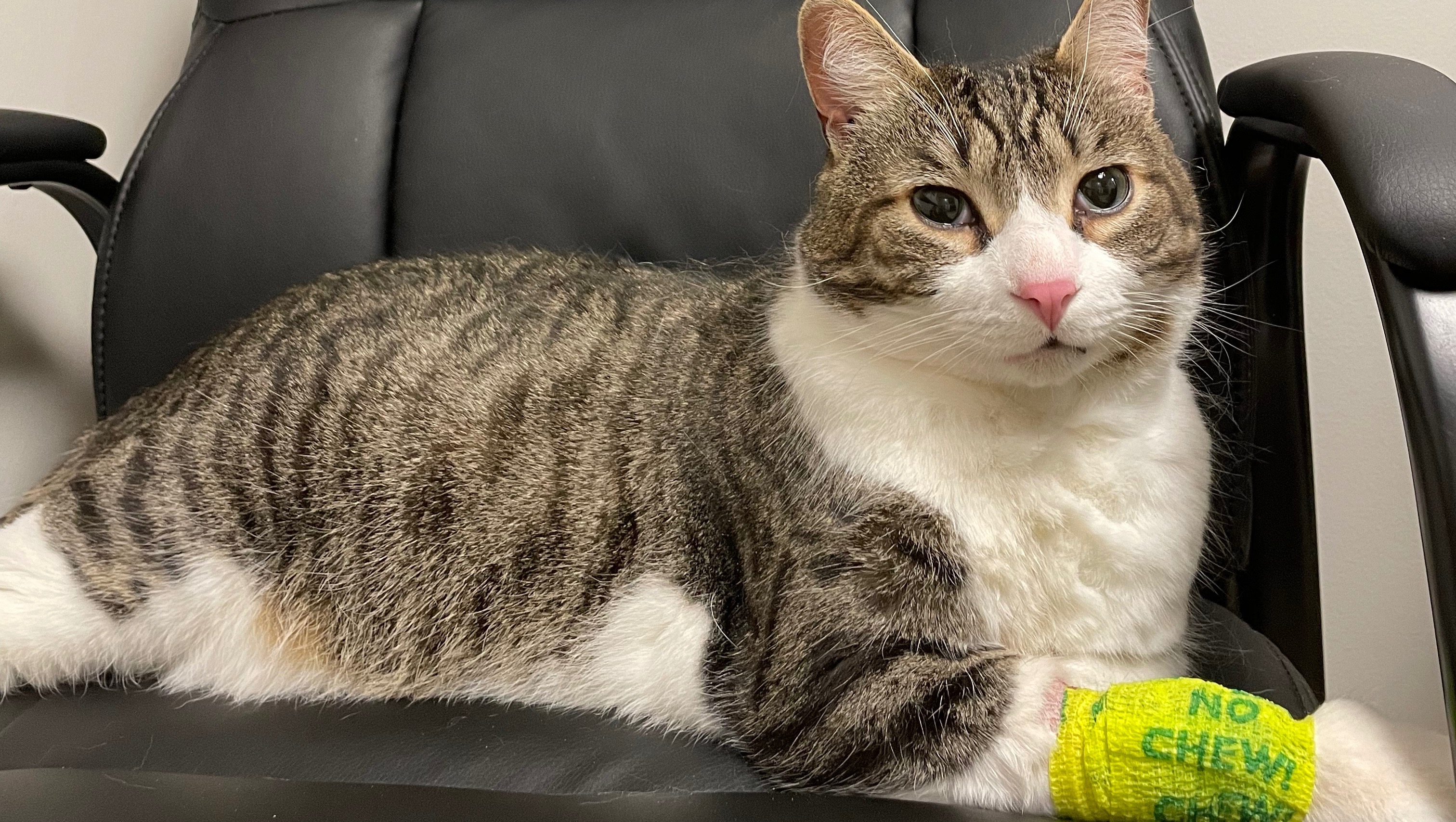 Fundraiser by Andrea Apodaca : Mr. Peeps hospital fund