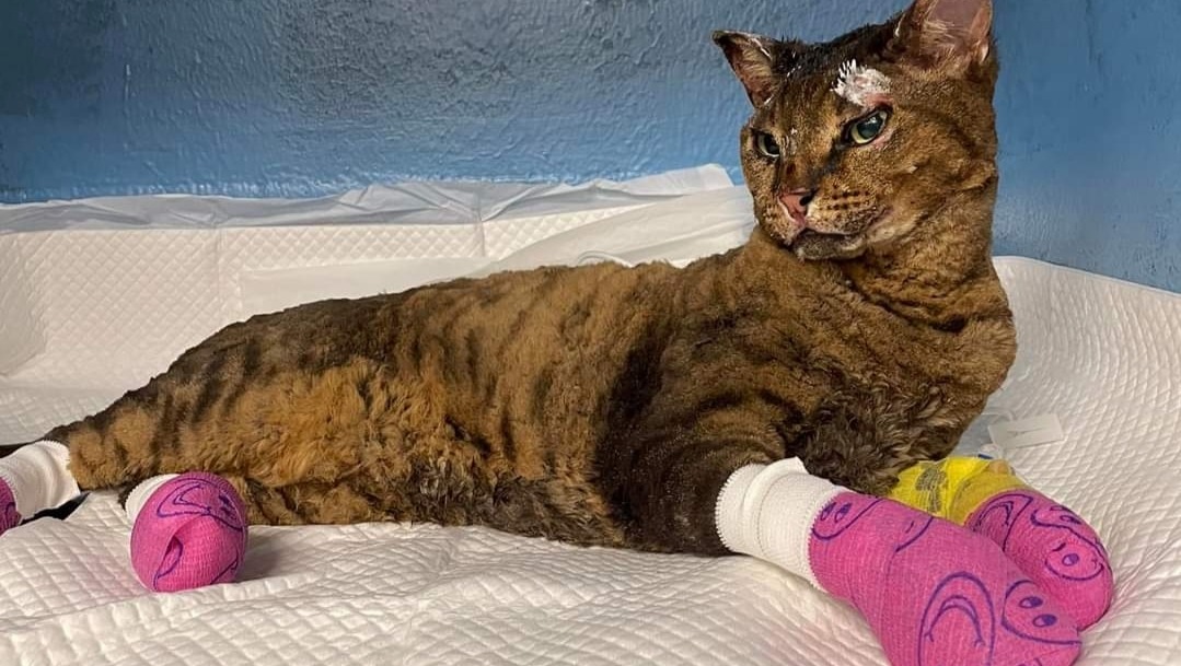 Fundraiser by Alison Ngwenya : Support Jacaranda Cat Sanctuary