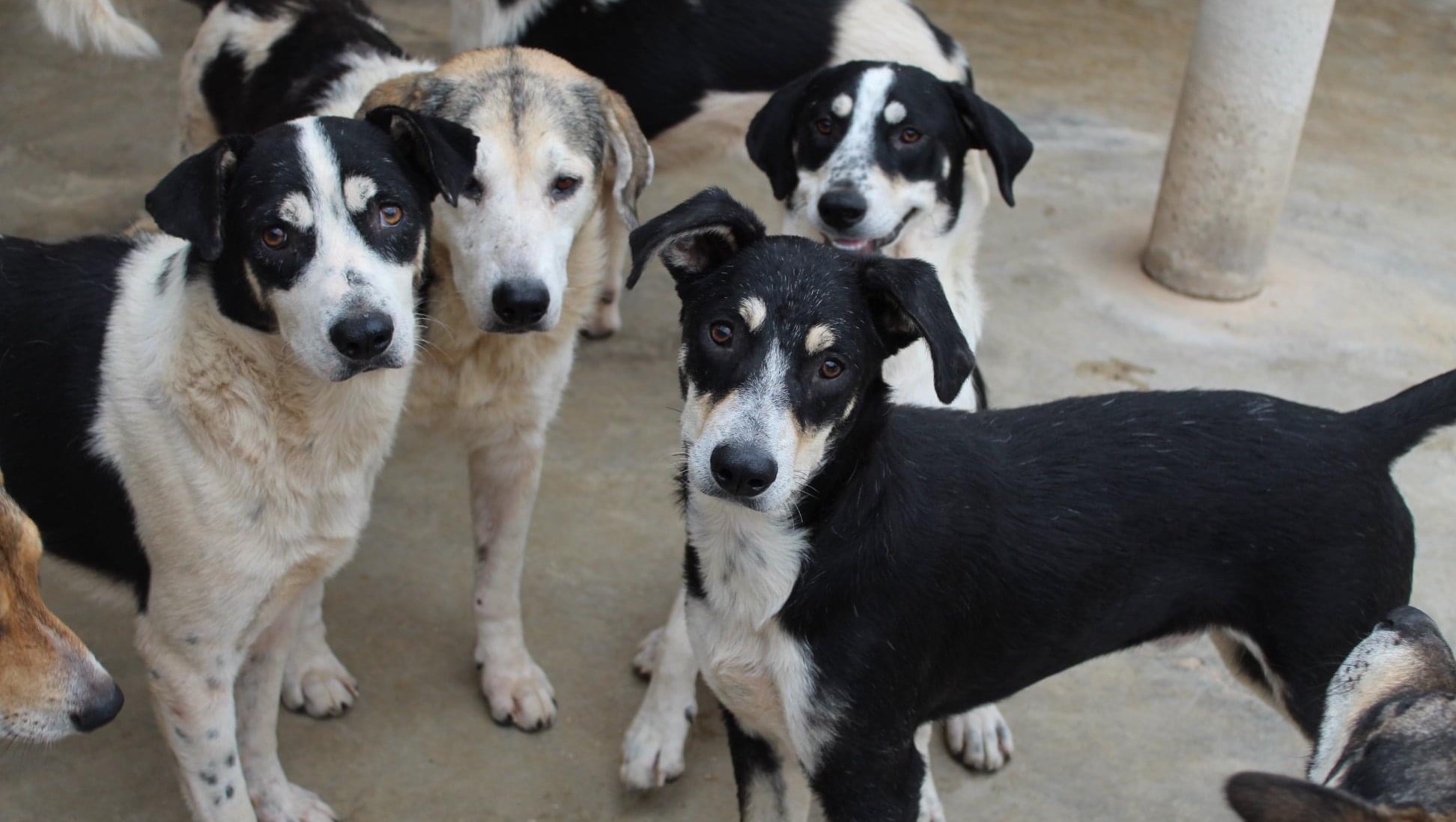 Fundraiser for Kathrin Enke, Spama Safor by Sabrina Pfister-Riedener : das Leben der ...