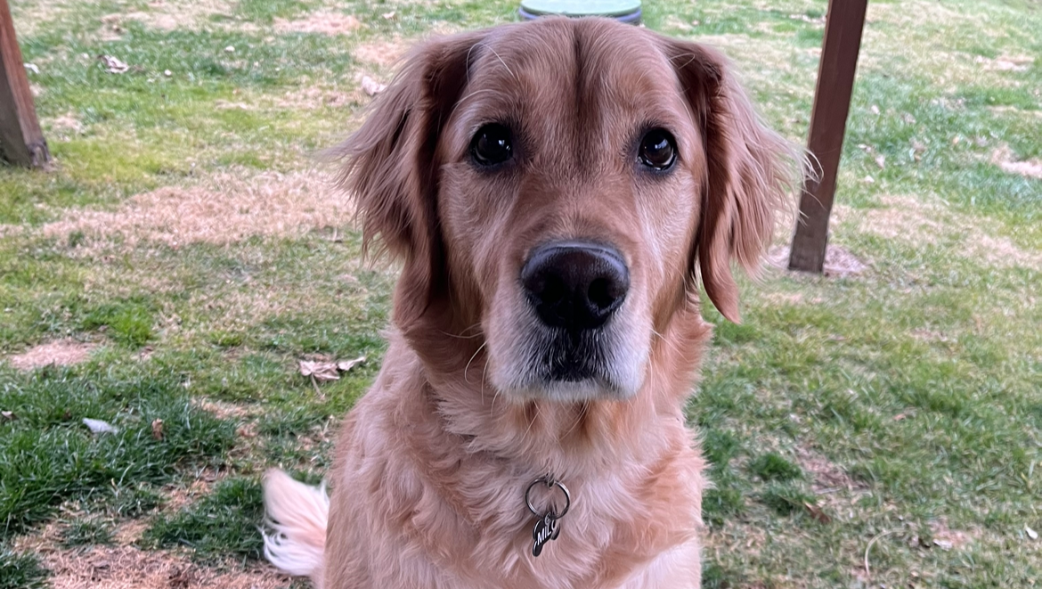 Fundraiser by Keelie McKinney : Milo needs surgery