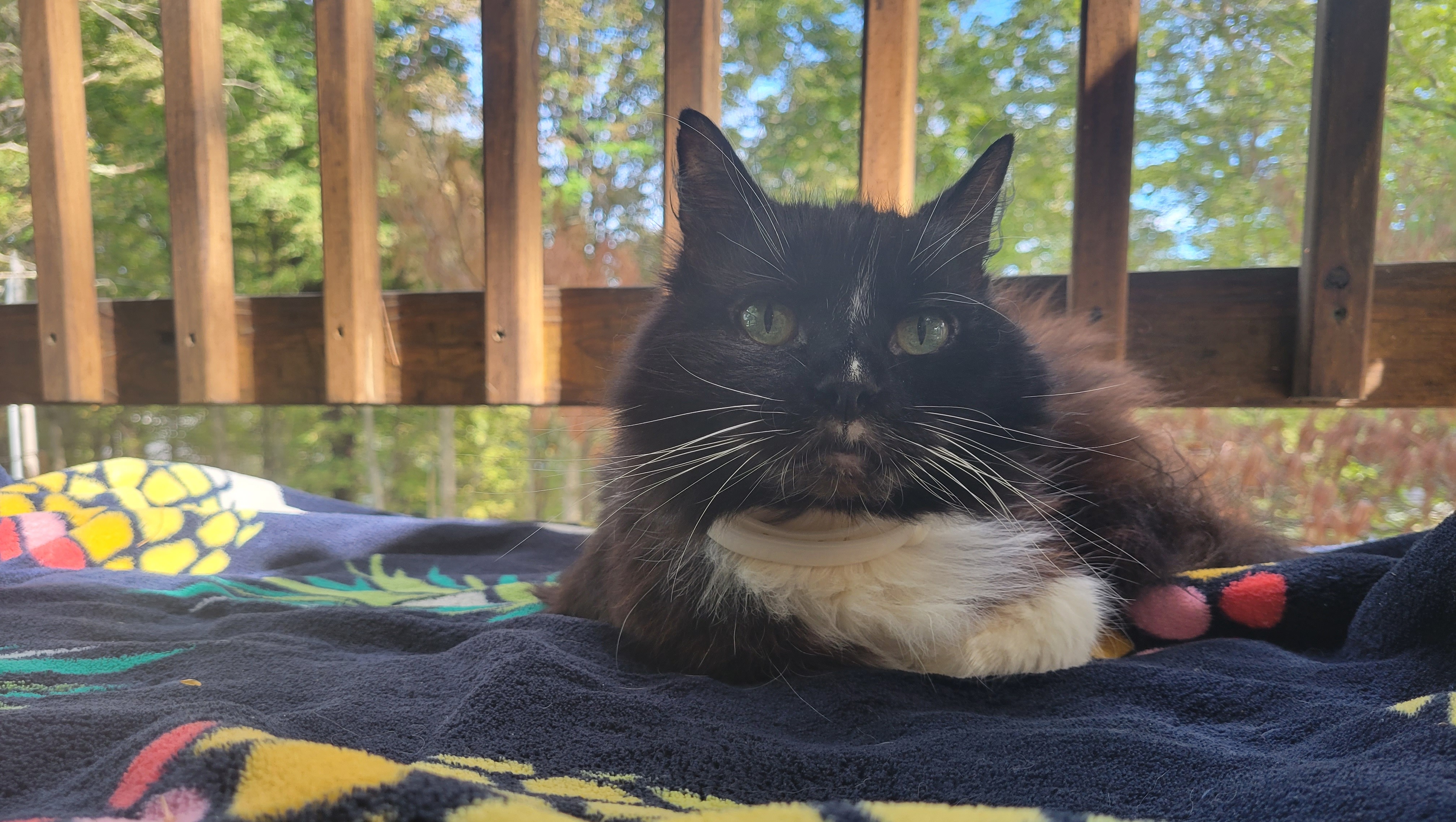 Fundraiser by Haylee Carleton : Boots Medical Bills