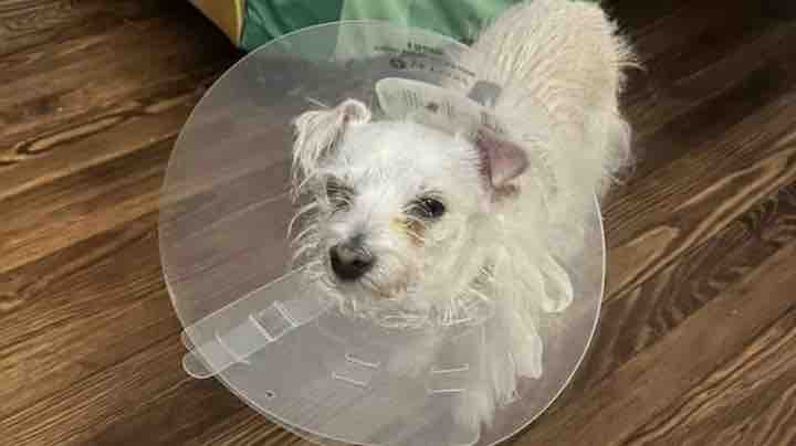 Fundraiser by Jim Anderson : Jawn Snow Eye Fund