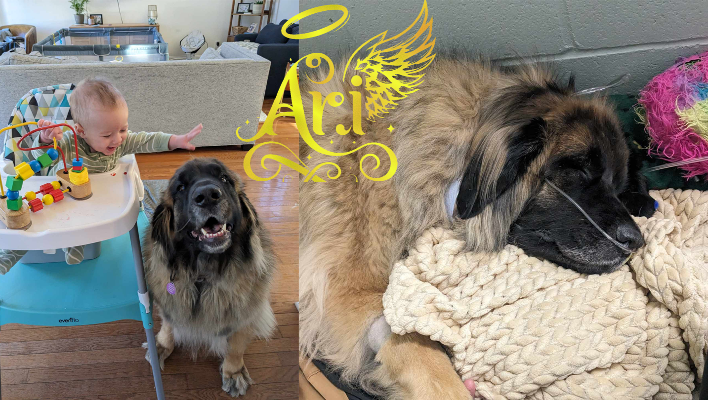 Fundraiser for Heather Cannaday by Matthew Townsend : Aid for Ari ...