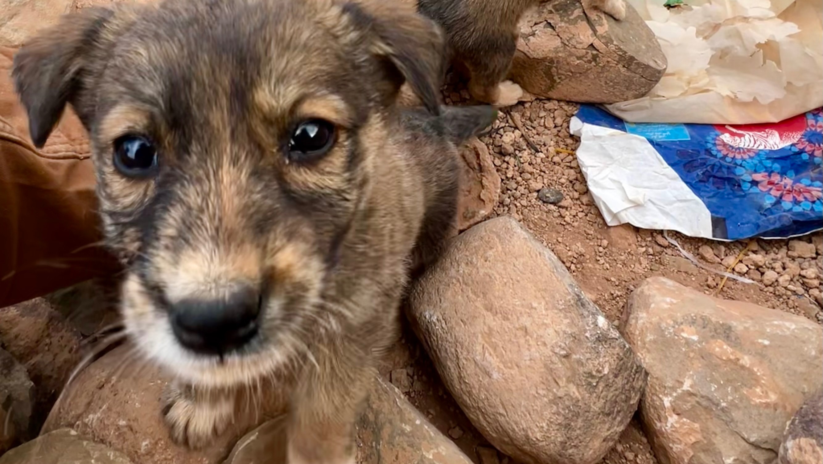 Fundraiser by Monique Dulac : Moroccan dogs need help!