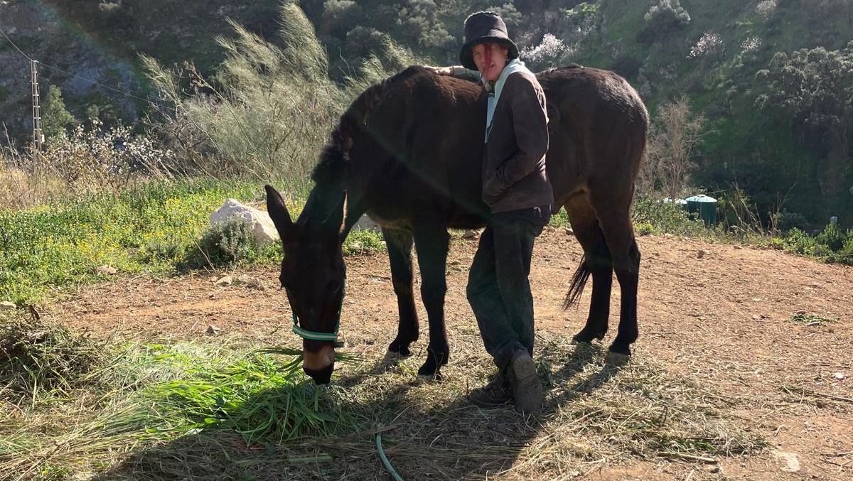 Fundraiser by Claire Hills : A Communal Mule Project.