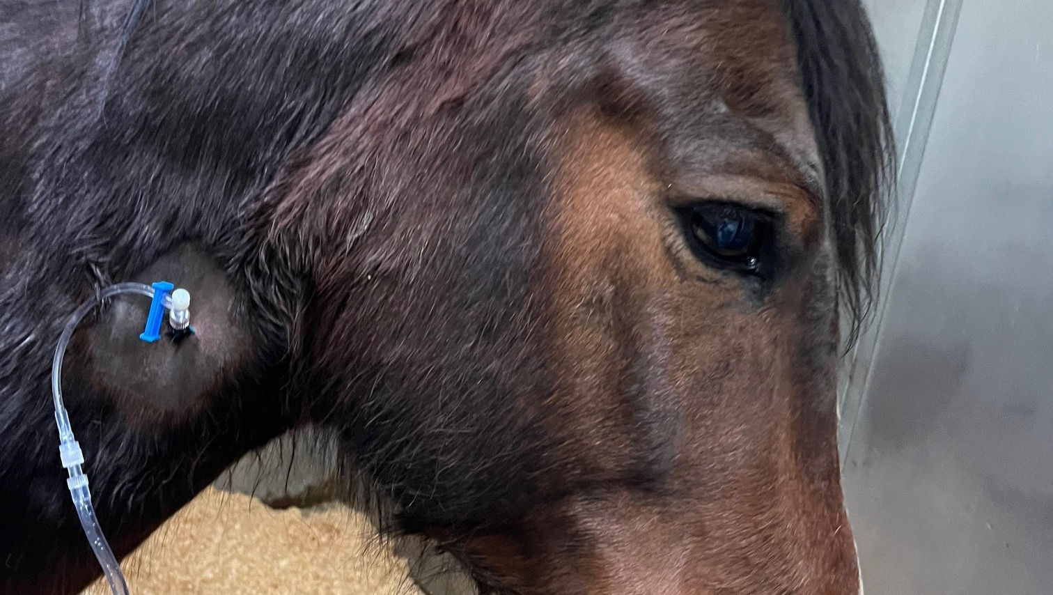 Fundraiser by Corenna Vance : Seven has a fractured jaw and needs Surgery