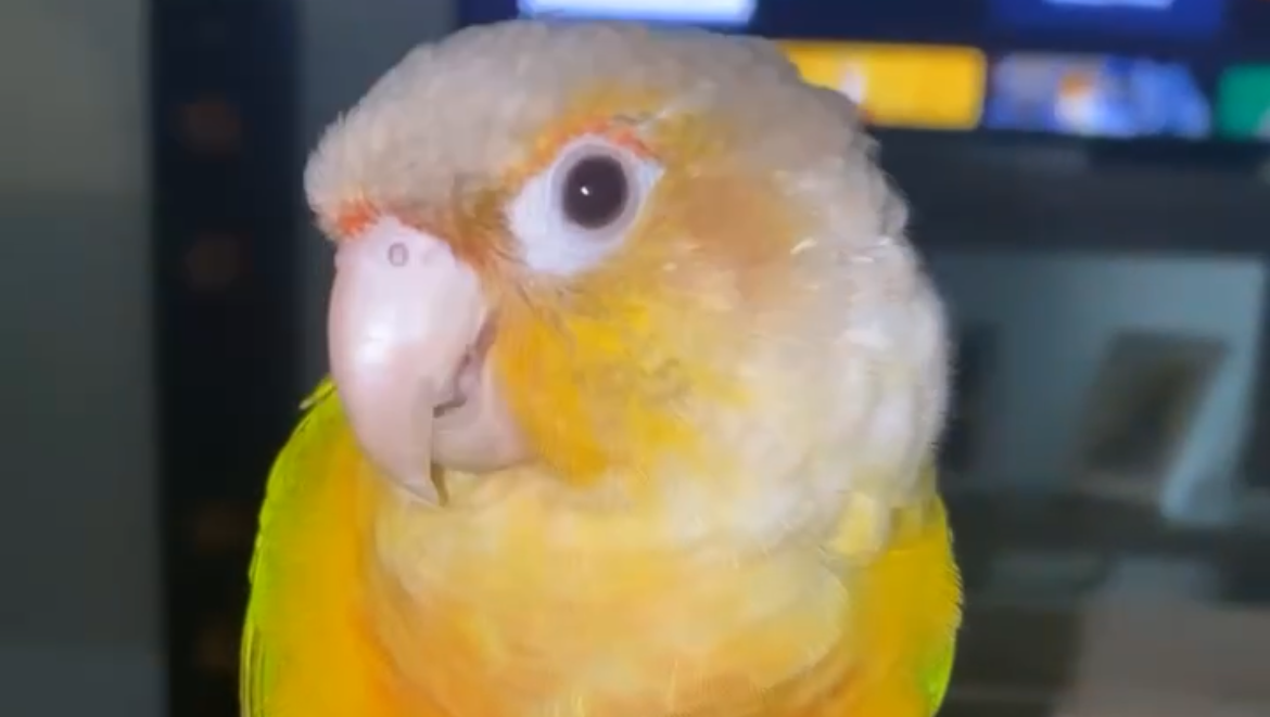 Fundraiser by Priscila Vargas : Help Our Feathered Sibling: Emergency ...