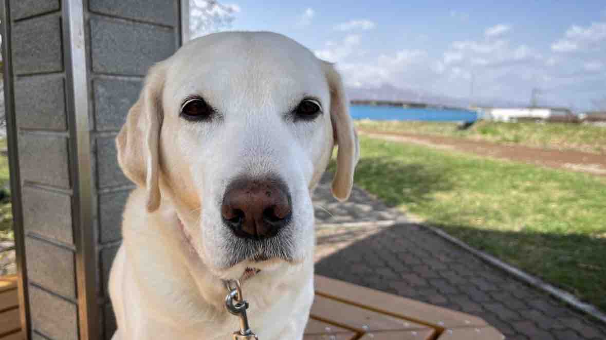 Fundraiser by Samuel Martin : Save scrumpy