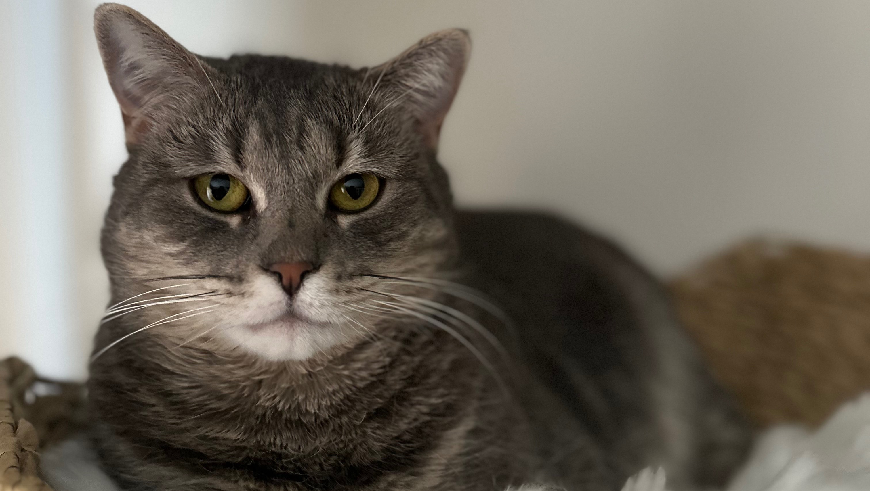 Fundraiser by Eric Nordgren : Pepper