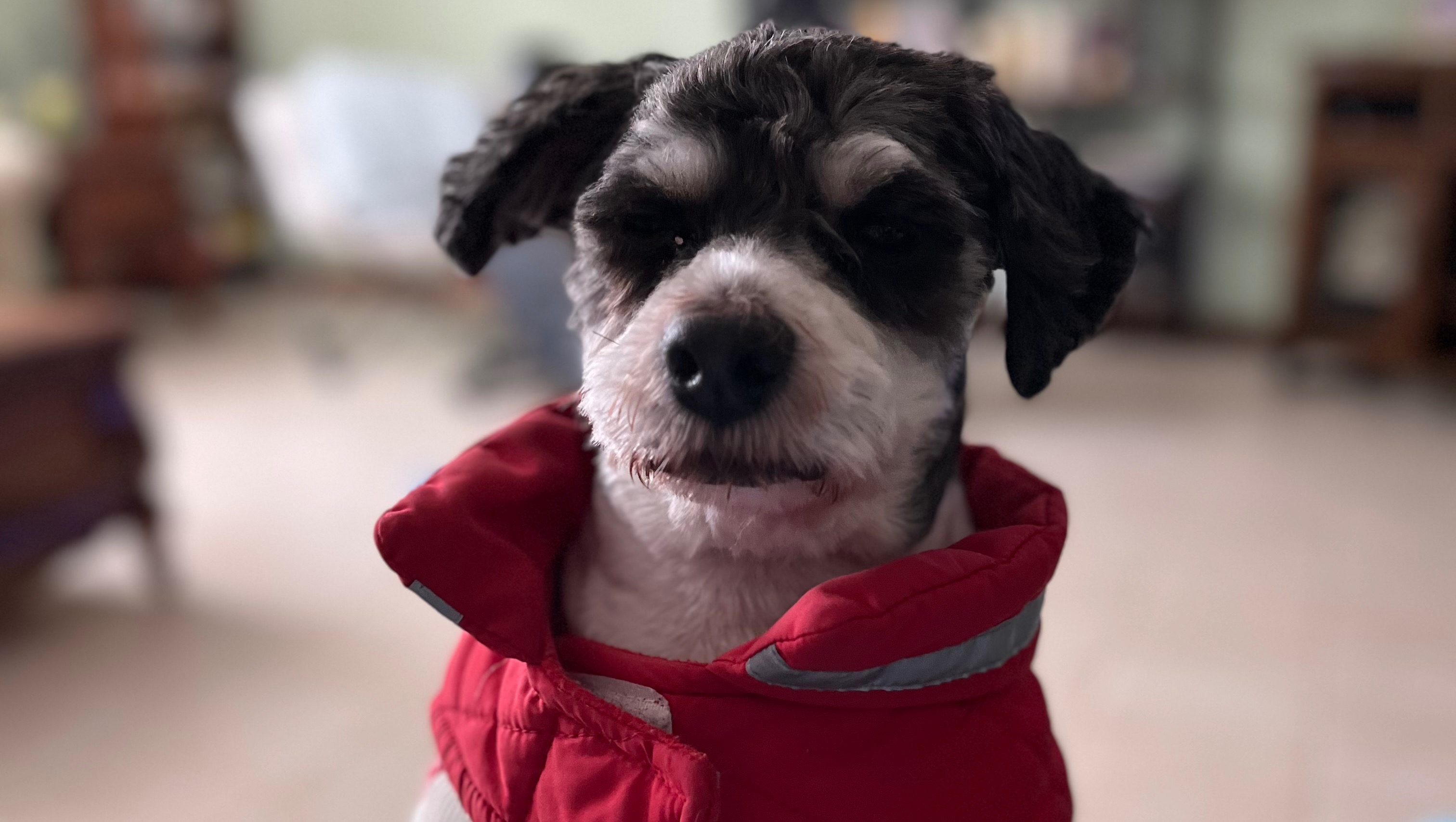 Fundraiser by Blanca Shoemaker : Help to Get Brutus better