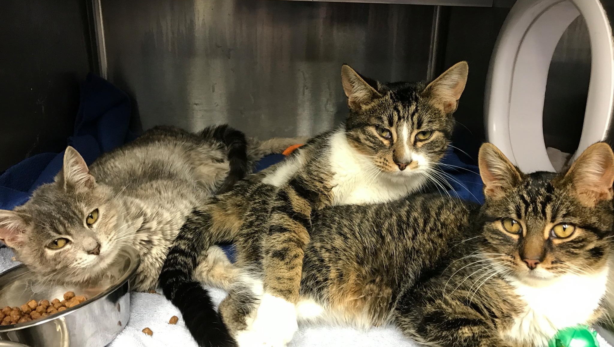 Fundraiser by Meghan Randolph : Help Madison Cat Project build our ...