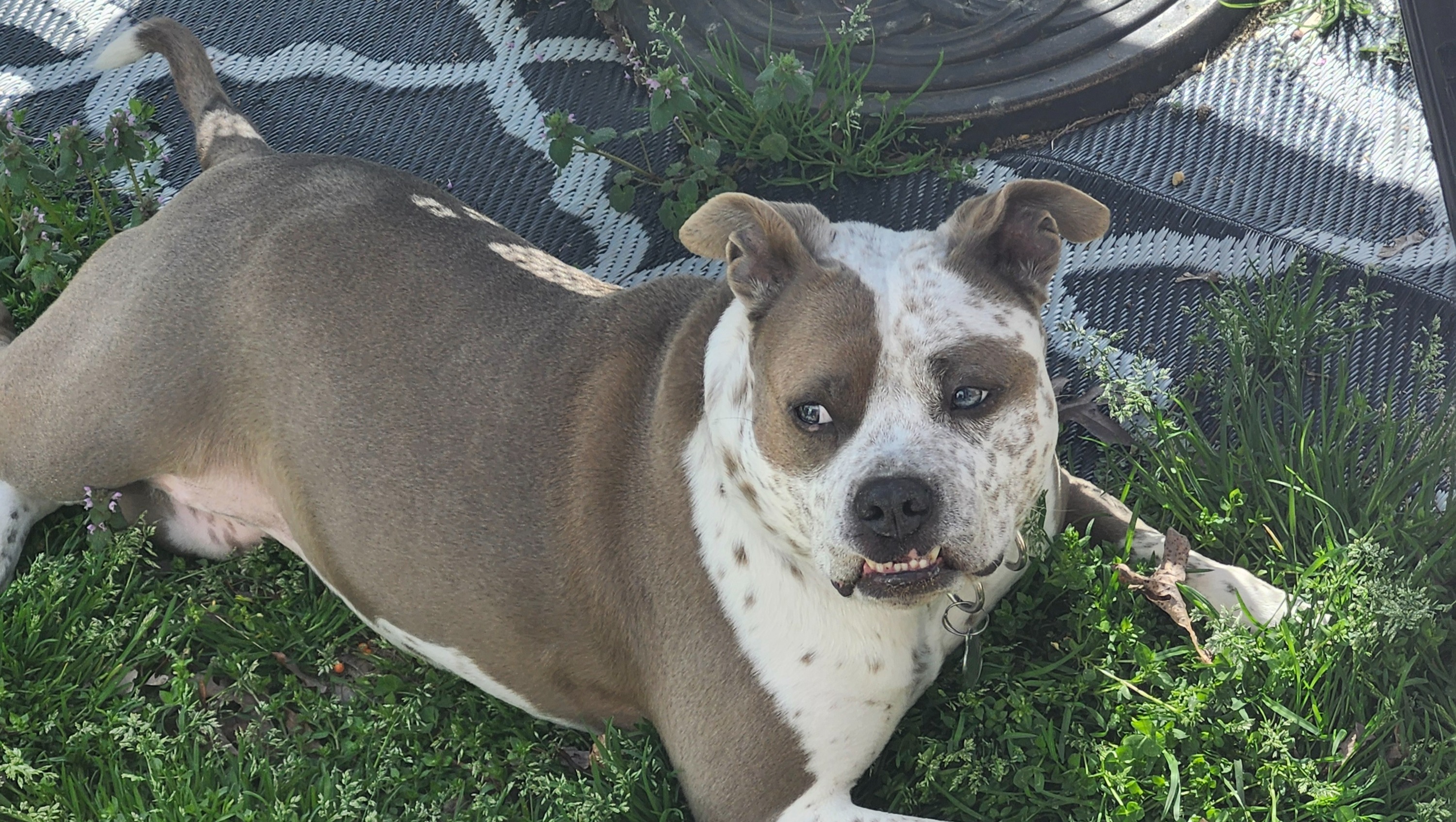 Fundraiser by Therese Payne : Mocha is in need of surgery to remove a ...