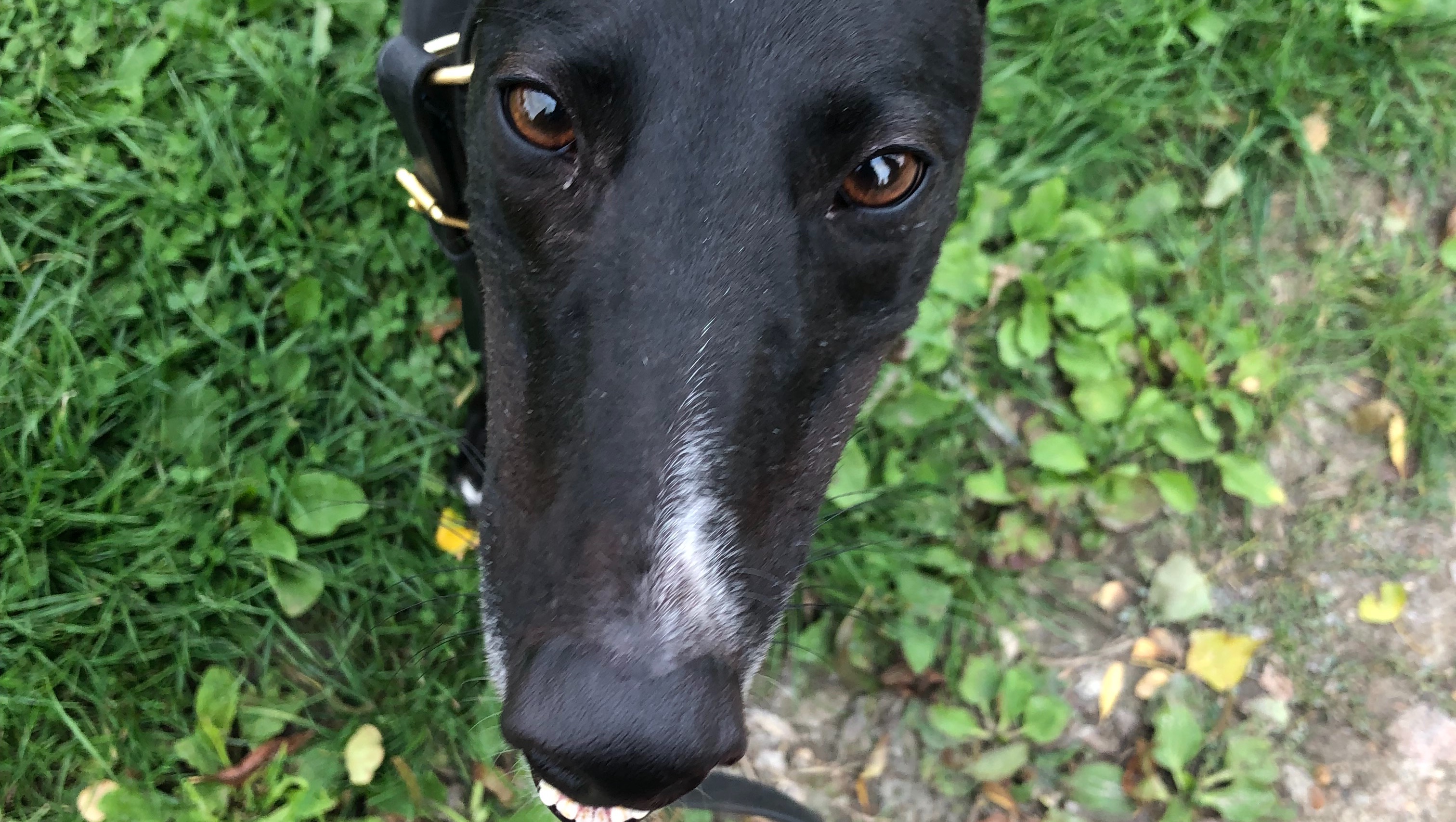 Fundraiser by sharon ward : Little greyhound Rehome trust