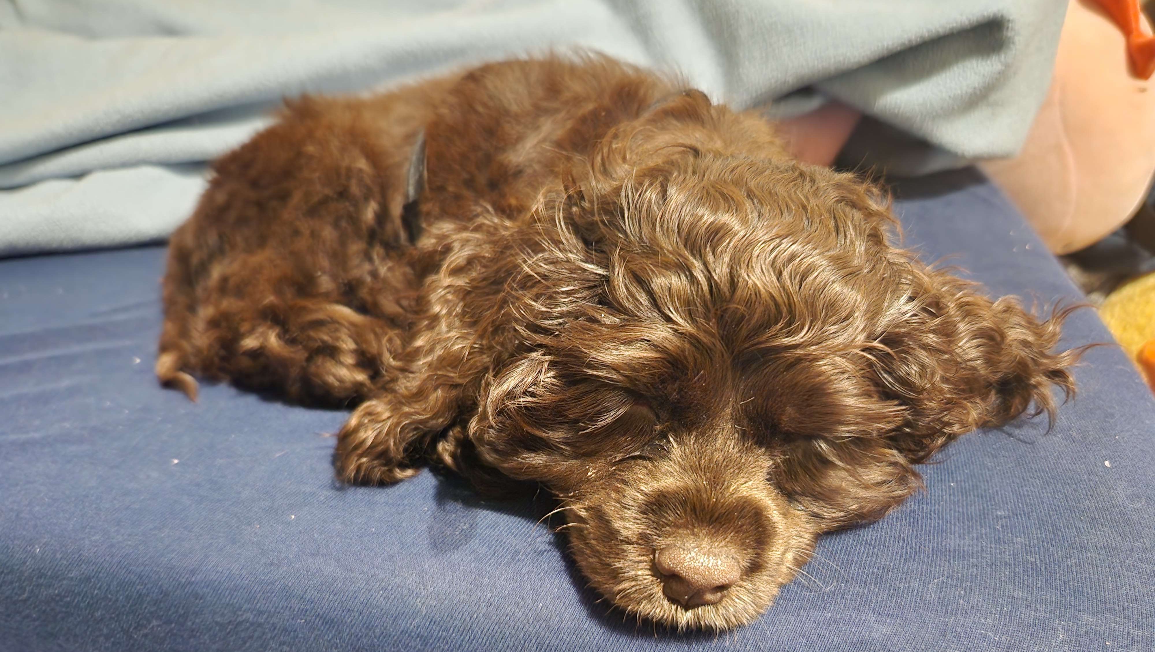 Fundraiser by Sydney Weaver : Rambo needs surgery!