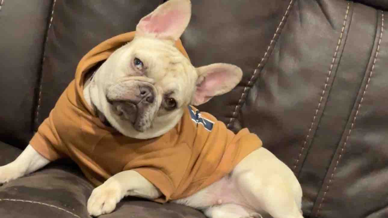 Fundraiser by Jasmine Melody : Help Nala cover vet costs ):