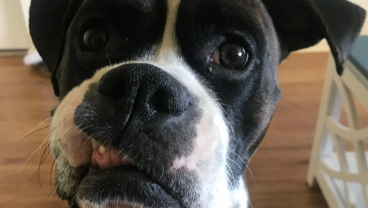 Fundraiser by Heather Block : Max’s Vet Bills