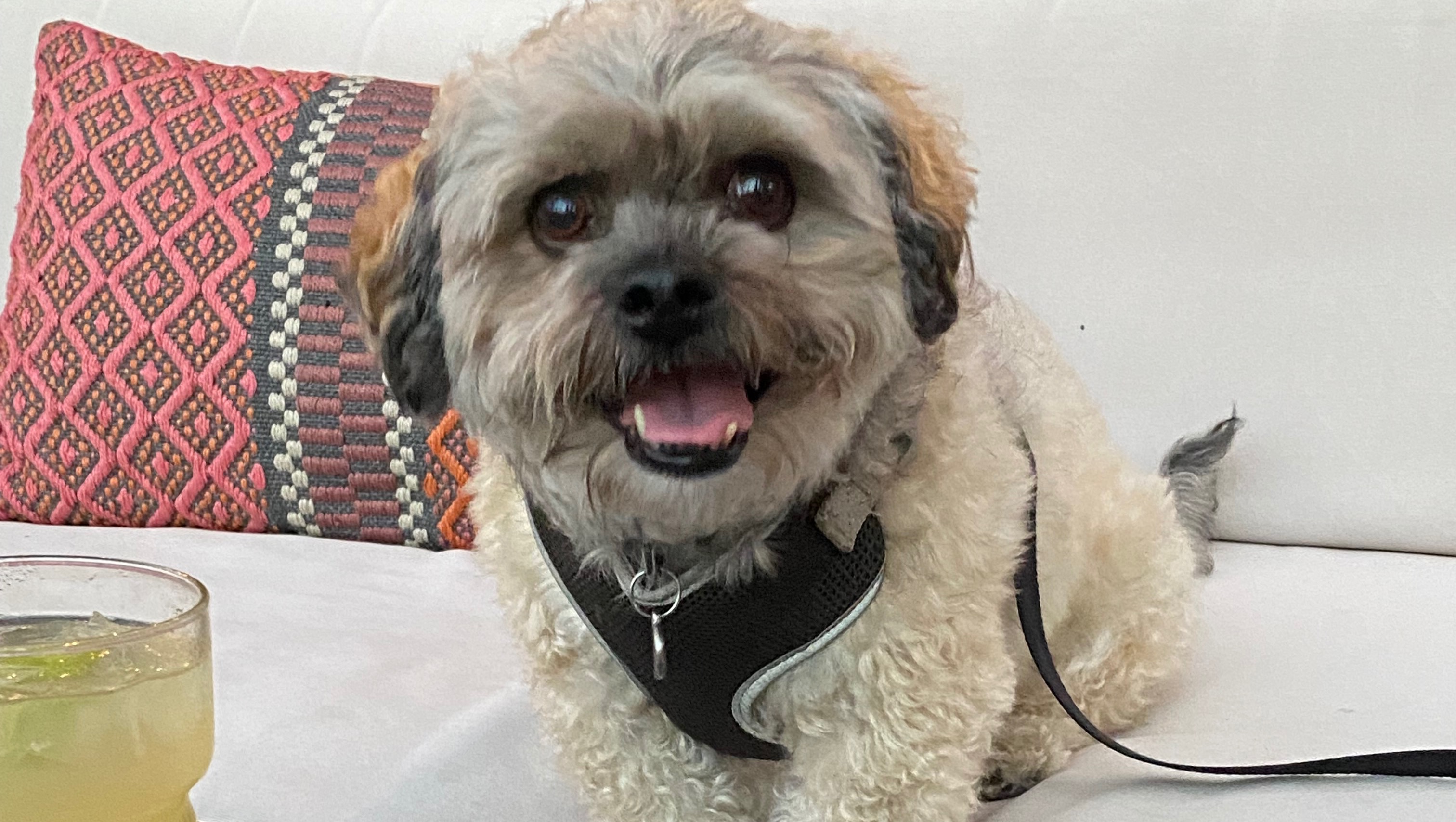 Fundraiser by September Hulse : Help Lewis (Lew Boy) Beat Cancer