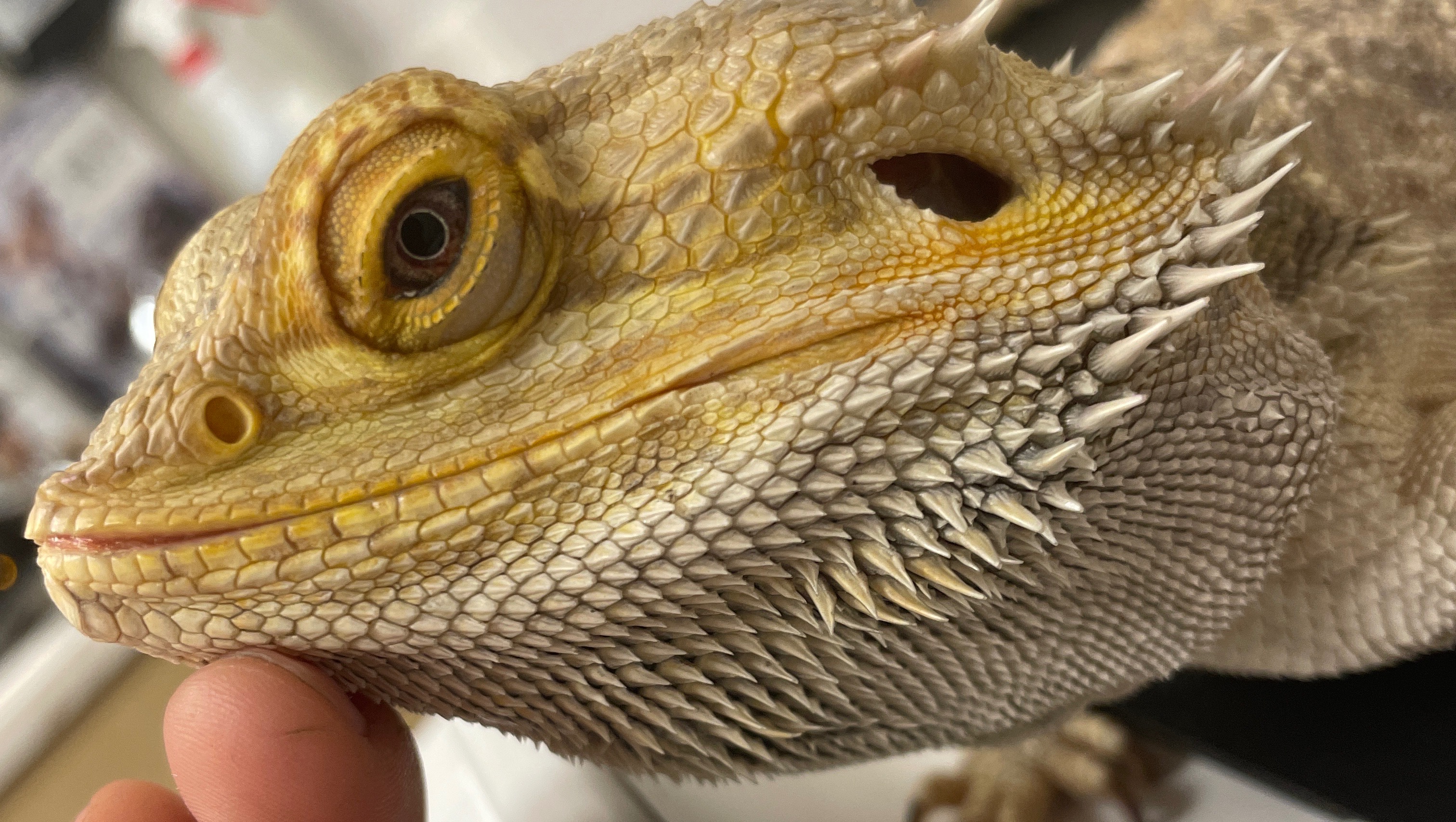 Fundraiser by Axle Nicotra : Help Raise money for my bearded dragons ...