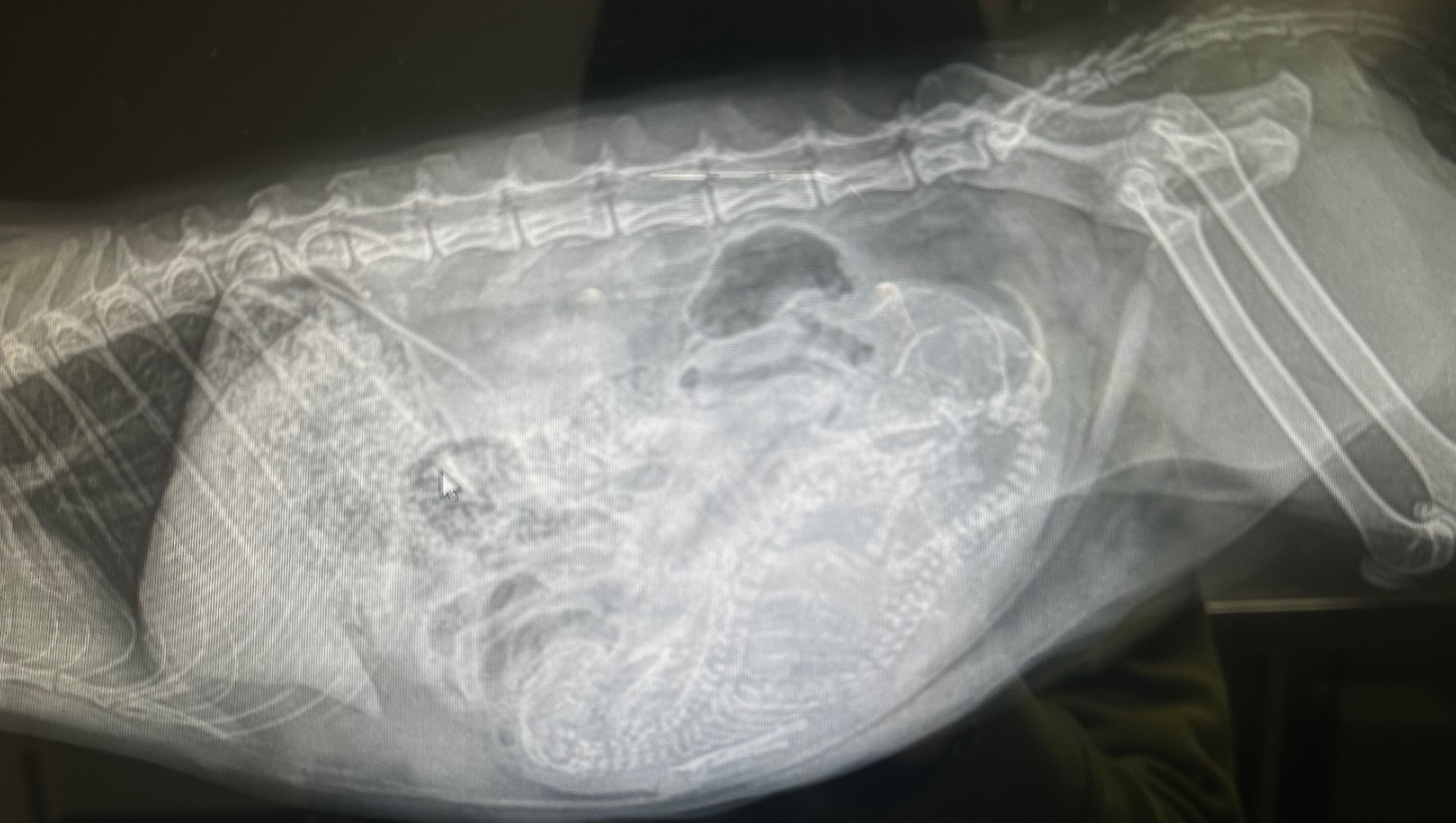 Fundraiser by Elliot B. : Kitty Emergency C Section
