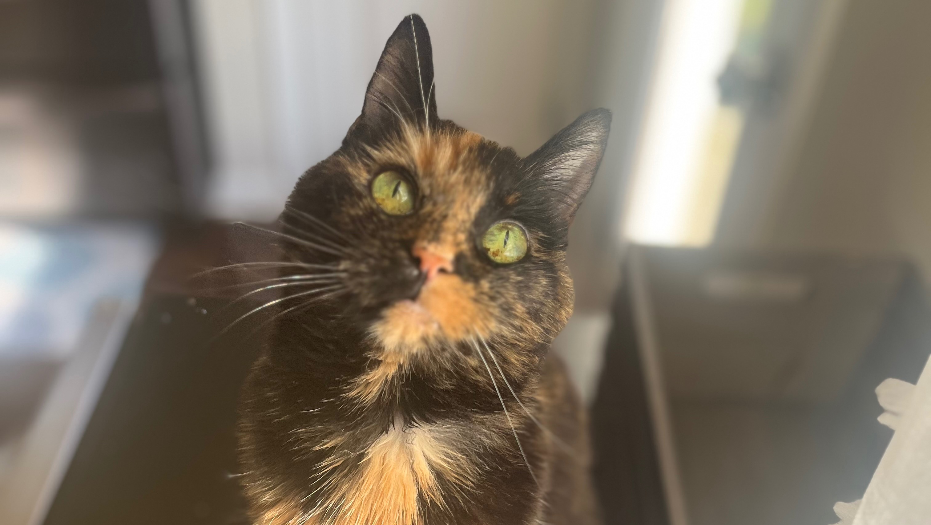 Fundraiser by Korie Alexis : Peach’s medical needs