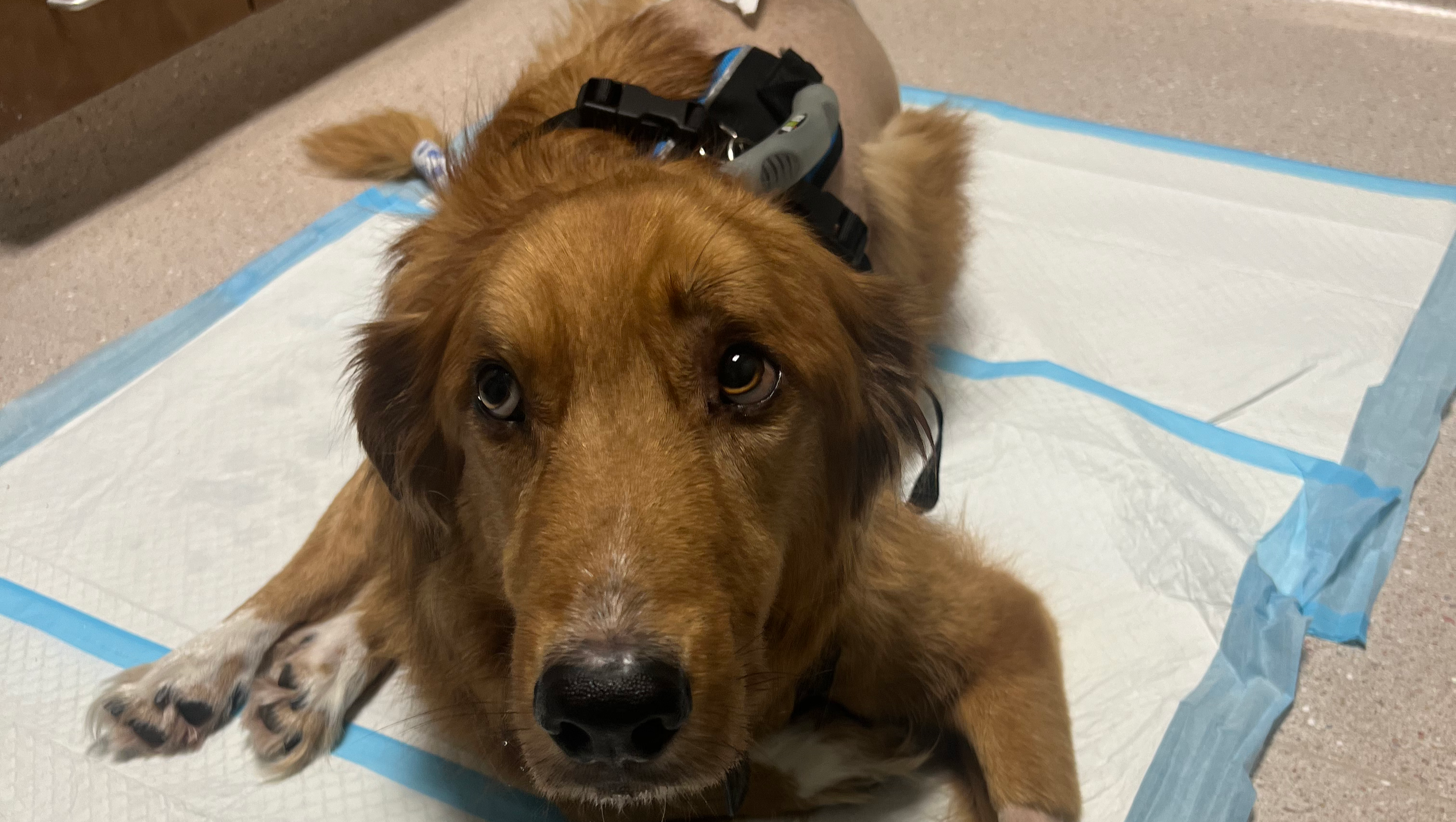 Fundraiser by Cassidy Haffner : Archie's Spinal Surgery & Hospitalization