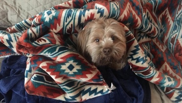 Fundraiser by David Roth : Help Sheryl