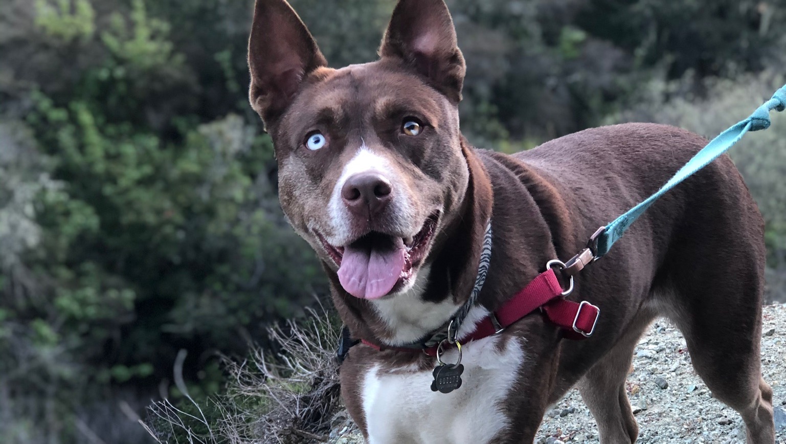 Fundraiser by Angela Heald : Help Fund Cali's TPLO Surgery