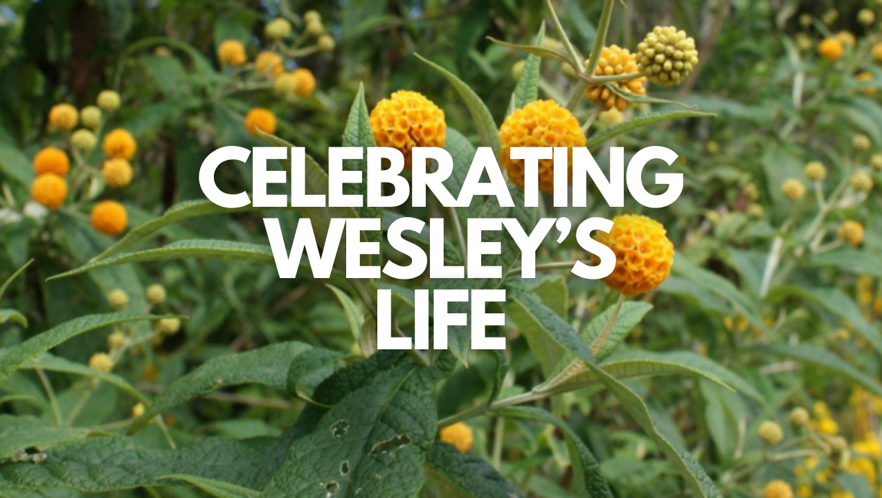 Fundraiser for Renee Weaver by Don Gies : Helping To Cover The Costs of ...