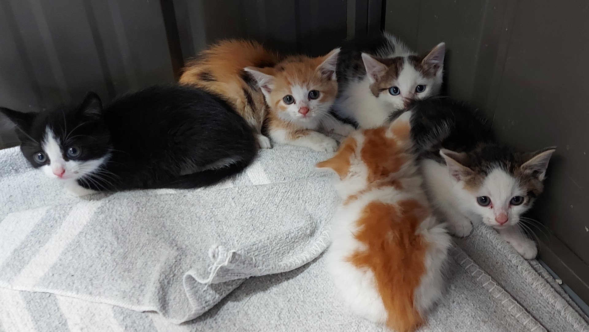 Fundraiser by Jessica Banks : Help Support Jess Barnyard Rescue Pets