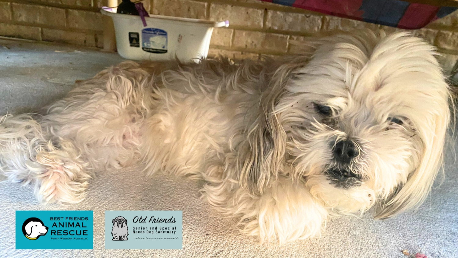 Fundraiser by Jeane Howes : Urgent! Senior Dogs Need Medical Treatments!