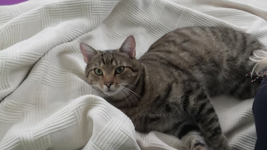 Fundraiser by Julia Schramm : Basja hat sehr hohe Tierarzt Rechnung