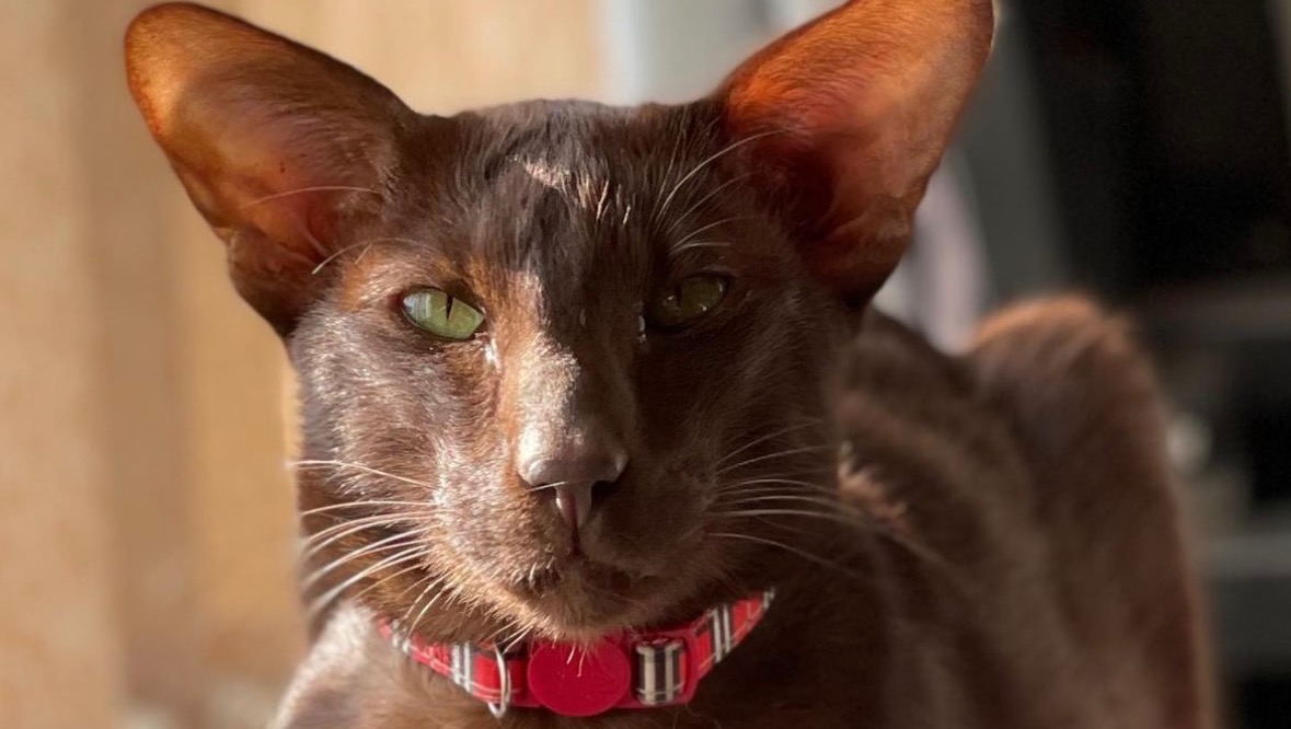 Fundraiser by Jazzmine Kim Mason : Please help me get Bronson the ...