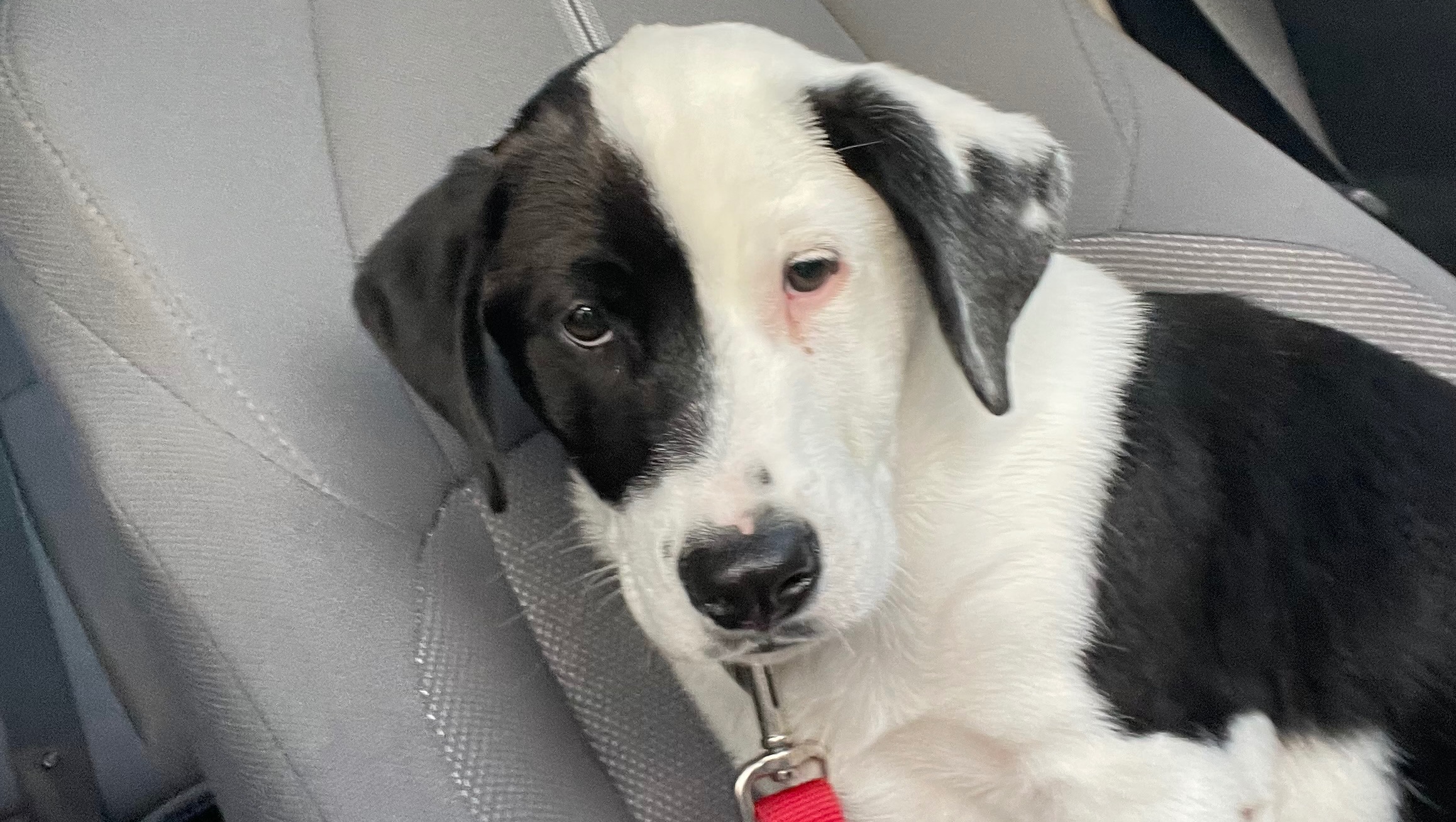 Fundraiser by Gabriella Castro : Help Save Domino, a Perfect Pup with Parvo