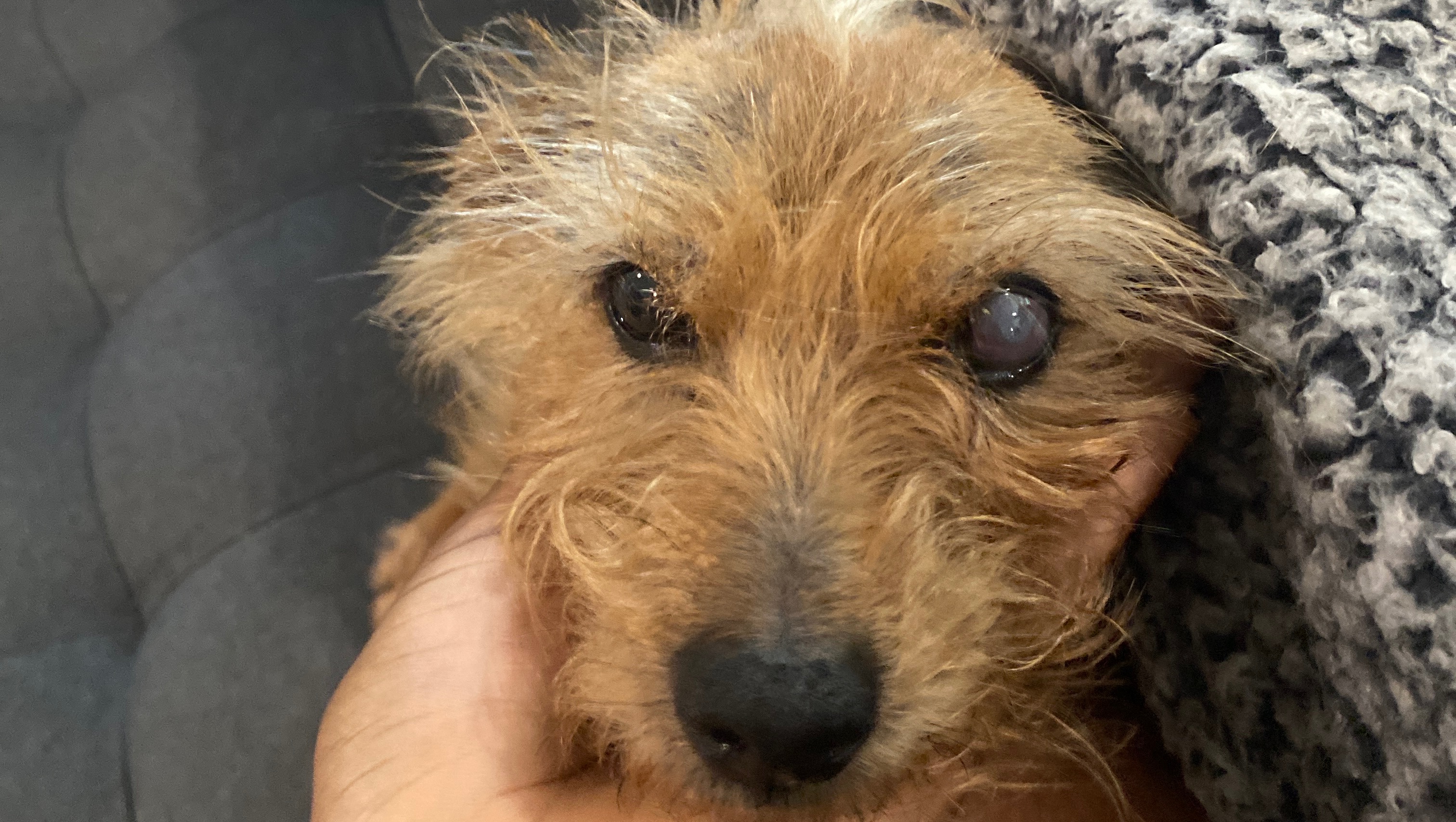 Fundraiser by Suemaya Marie Ford : Help for Maxi