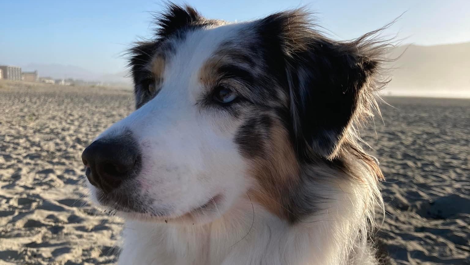 Fundraiser for Jeannie Mcirvin by Lily Doran : Save bonnie